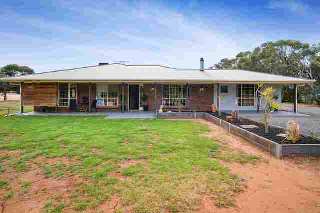 You may have this rose | The Bunyip