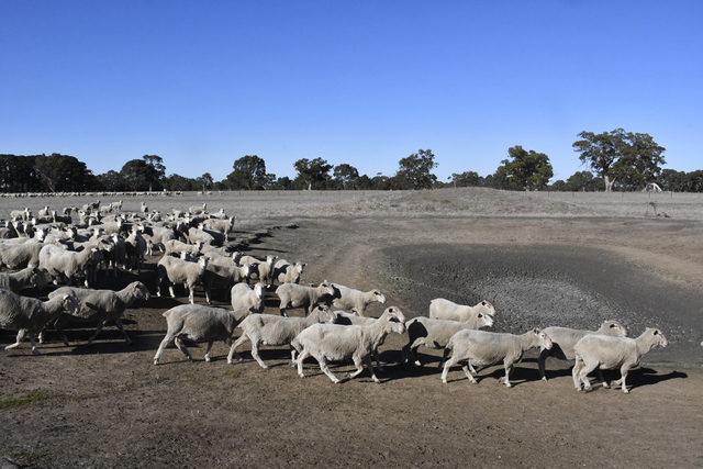 'Toughest I've ever seen' - farmer calls for action amid worst drought ...